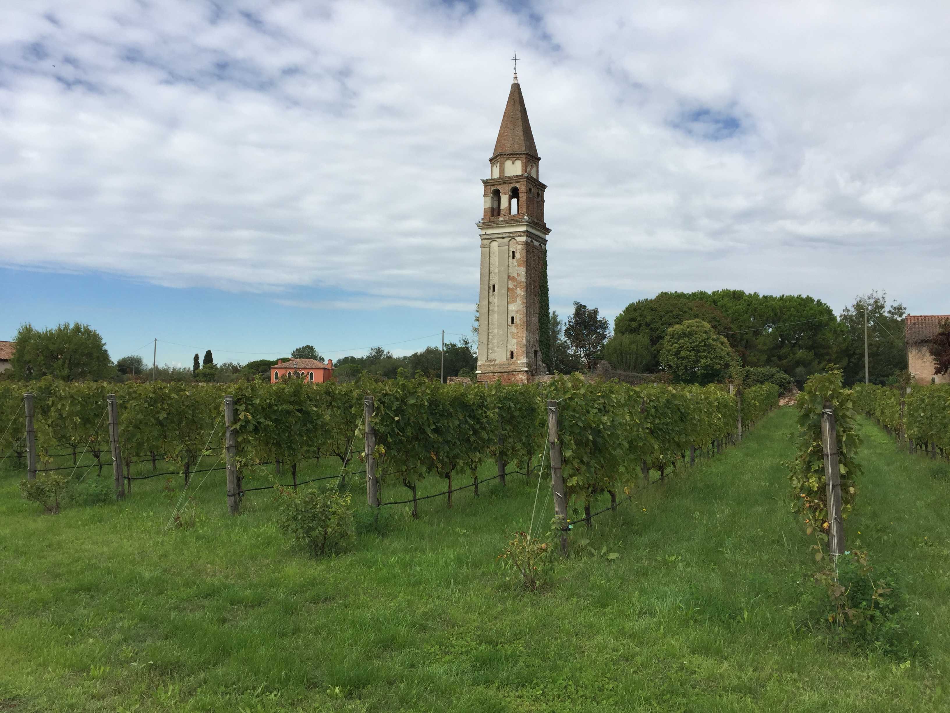 le vignoble de Venise